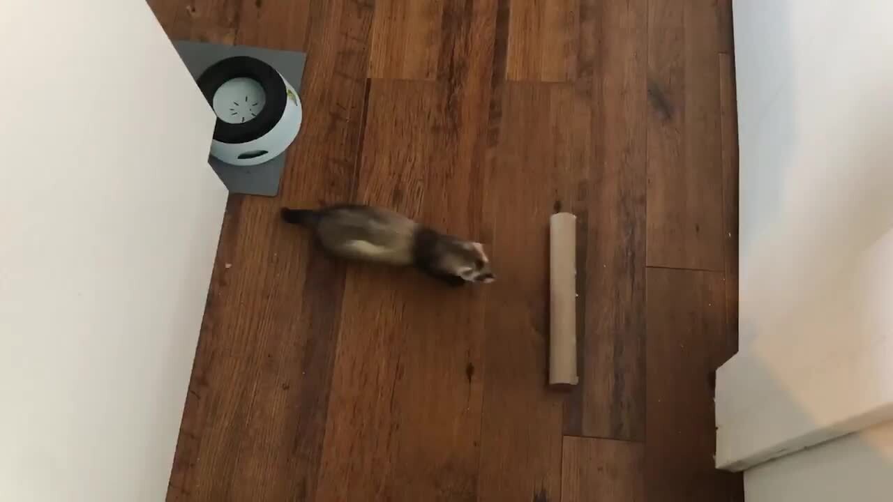 Playful Ferret Has Fun with Paper Towel Roll | Jukin Licensing