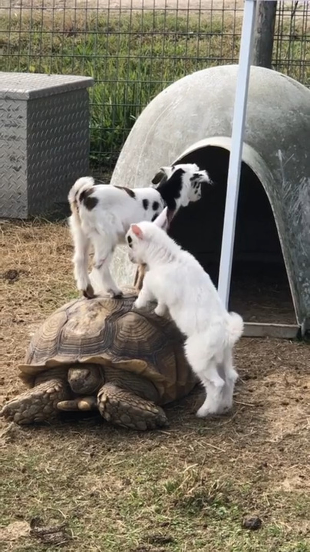 Playful Baby Goats Climb on Tortoise's Shell | Jukin Licensing