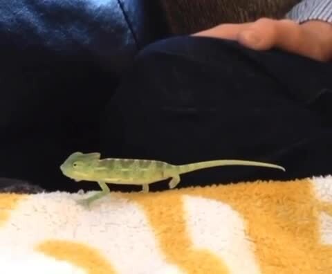 Chameleon Dances While Walking | Jukin Licensing