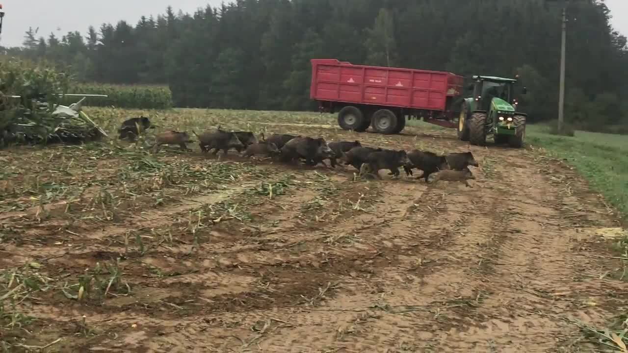 Wild Hogs are Chased from Corn Field | Jukin Licensing