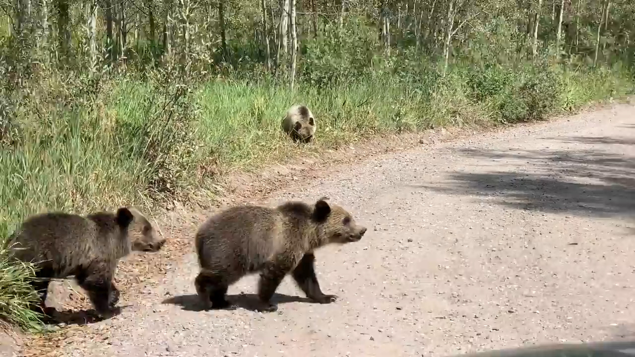 Grizzly Bear and Her Four Cubs | Jukin Licensing