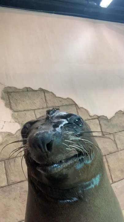 Sea Lion Smile | Jukin Licensing