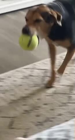 Dog Whines In Excitement After Getting Ball | Jukin Licensing