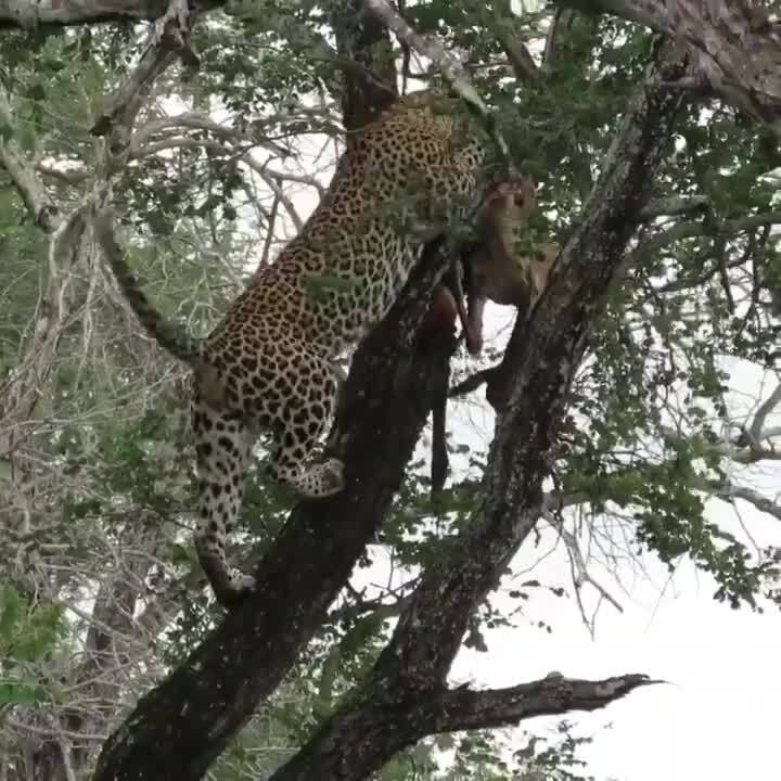 Strong Leopard Carries Deer Carcass Down From Treetops | Jukin Licensing