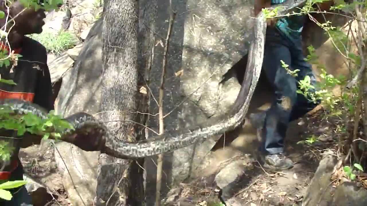 Huge Snake Caught After Chasing Man | Jukin Licensing