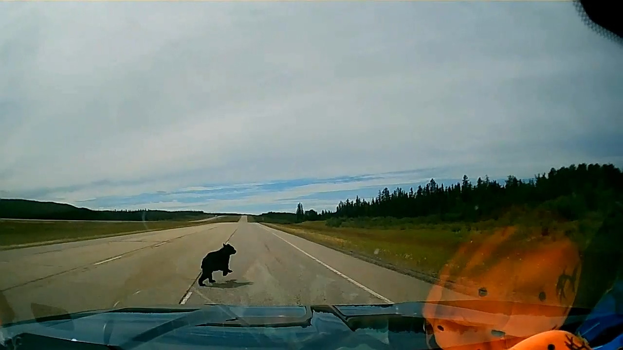 Bear Runs Across Highway in Front of Big Rig | Jukin Licensing