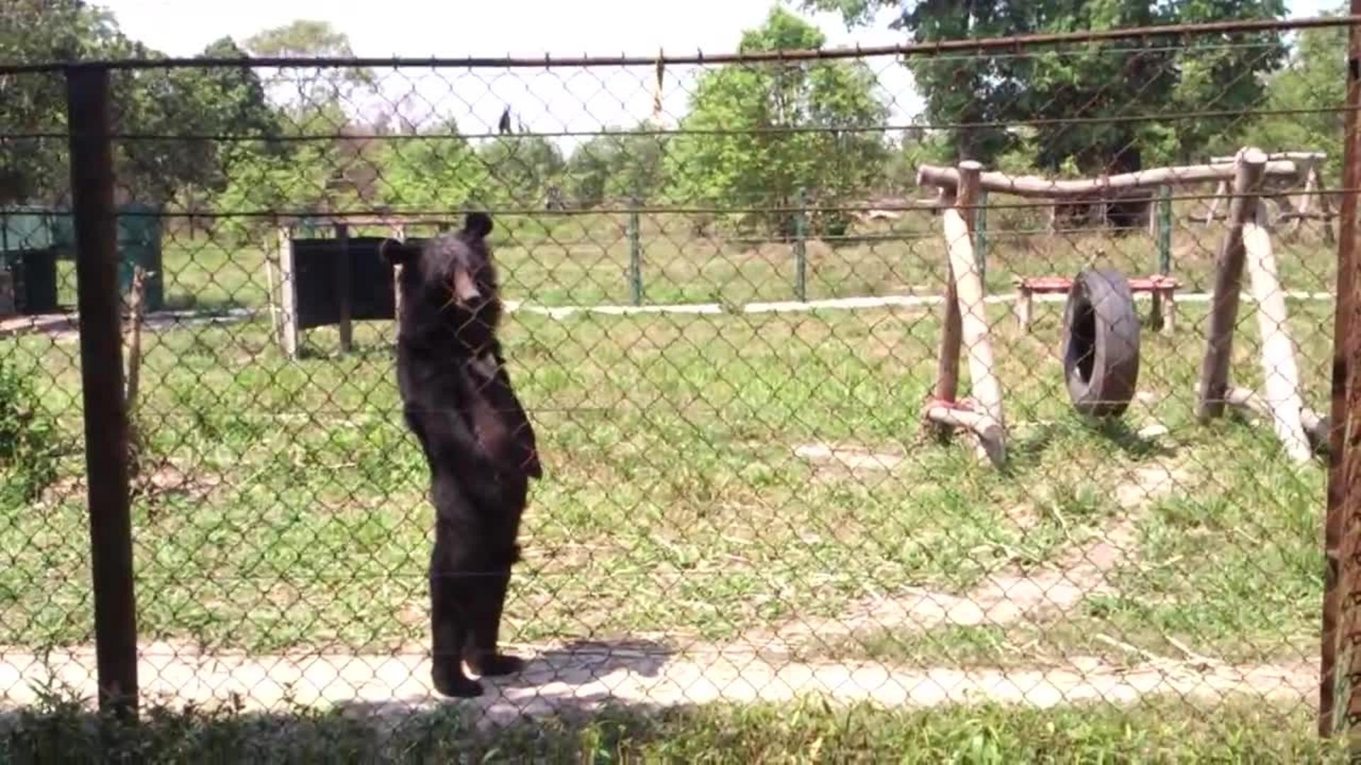 Domesticated Bear Walks Upright Like Humans | Jukin Licensing