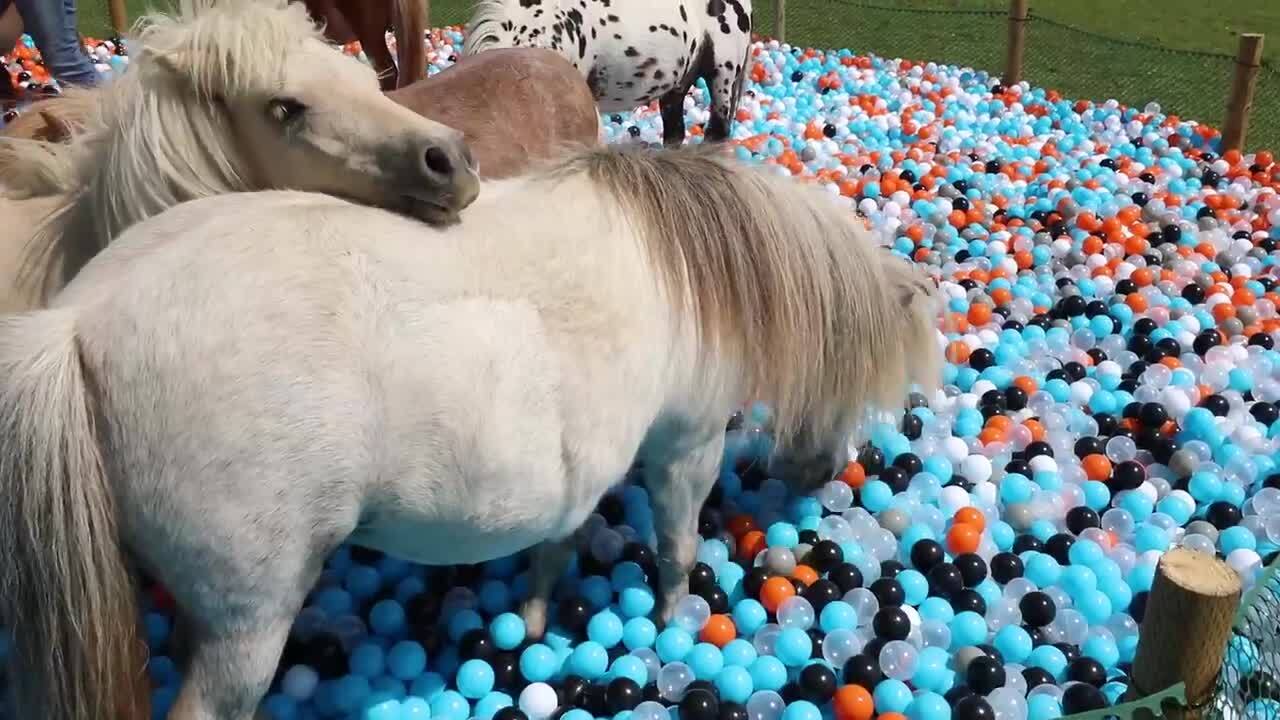 Surprising Miniature Ponies with Ball Pool | Jukin Licensing