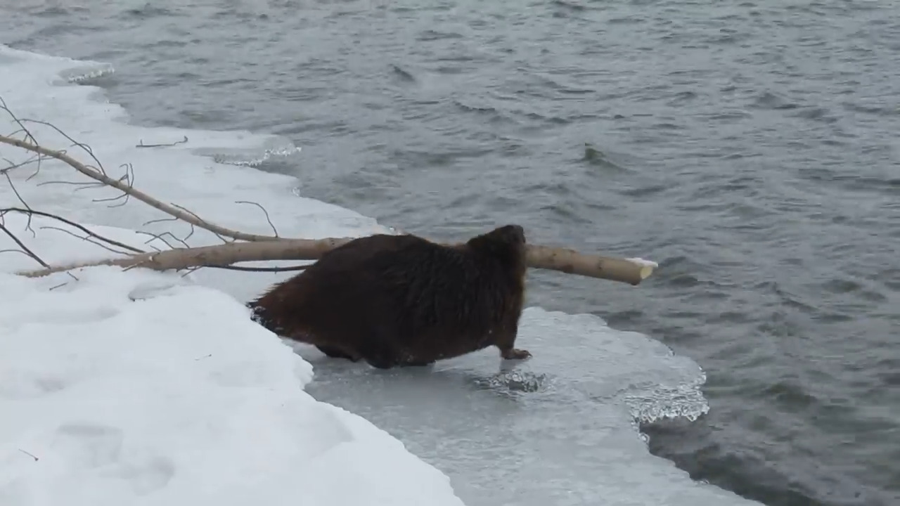 Beaver Stands on Collapsing Ice | Jukin Licensing