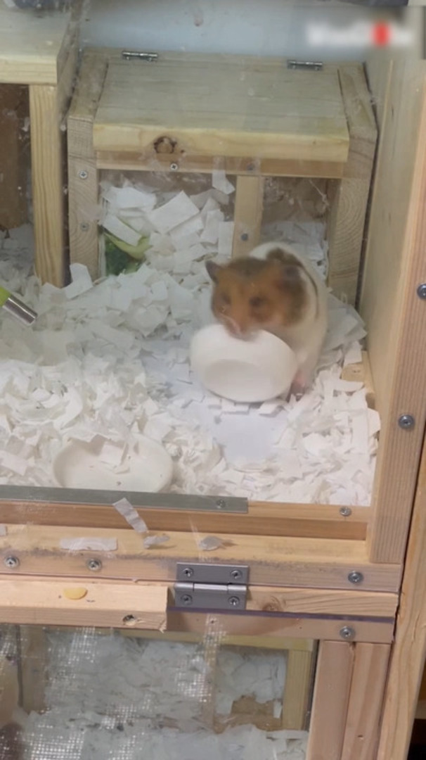 Hamster Picks Up His Dishes To Clean Up His Place | Jukin Licensing