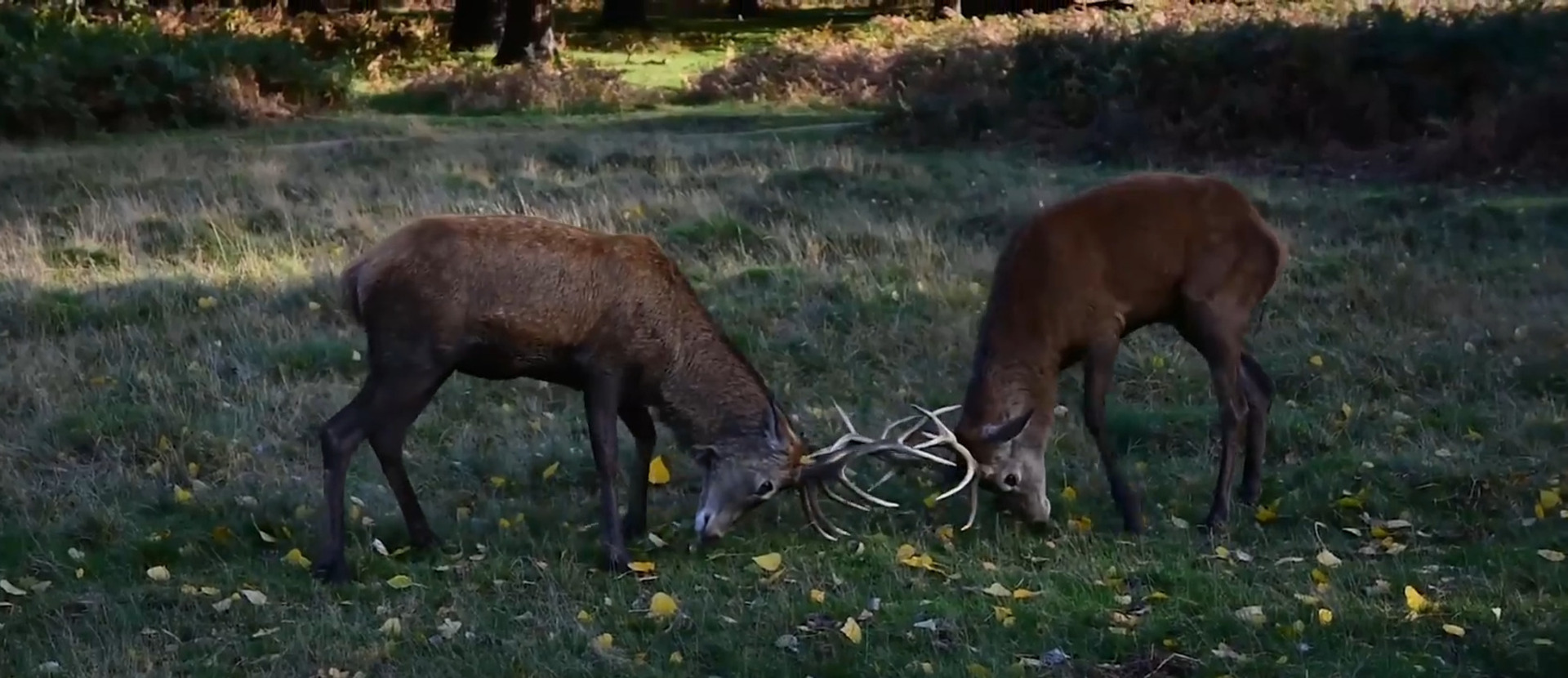 Red Deer Fight Each Other With Their Antlers At National Park | Jukin ...