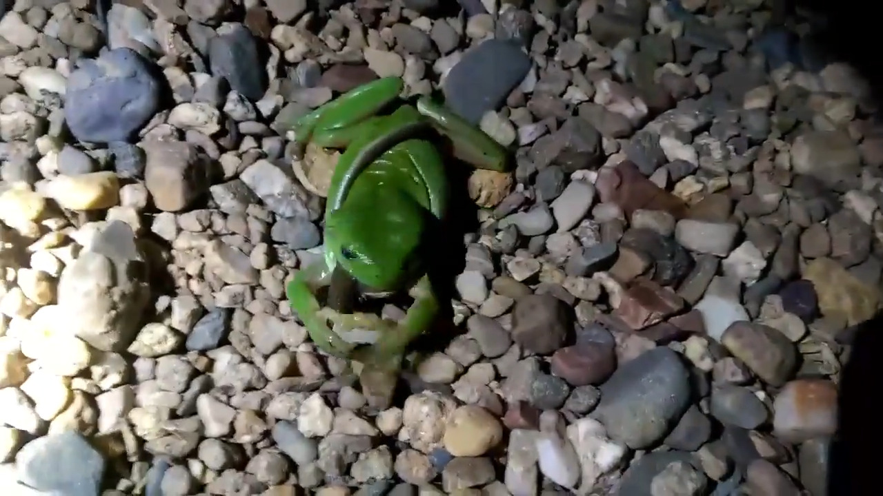 Frog Vs Snake | Jukin Licensing