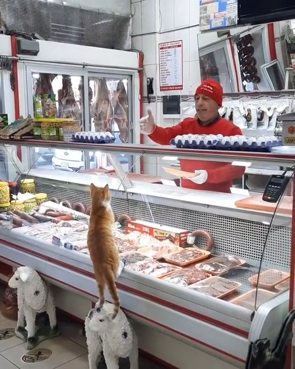 Meat Shop Owner Feeding Stray Cat | Jukin Licensing