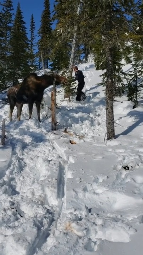Rescuing a Moose Stuck in Deep Snow | Jukin Licensing