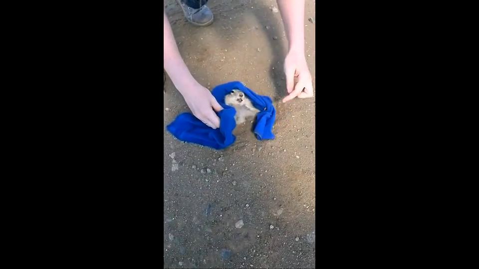 Fat Gopher Stuck in Hole | Jukin Licensing