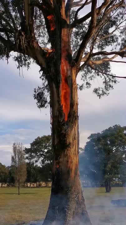 Tree Burns From Inside Out | Jukin Licensing