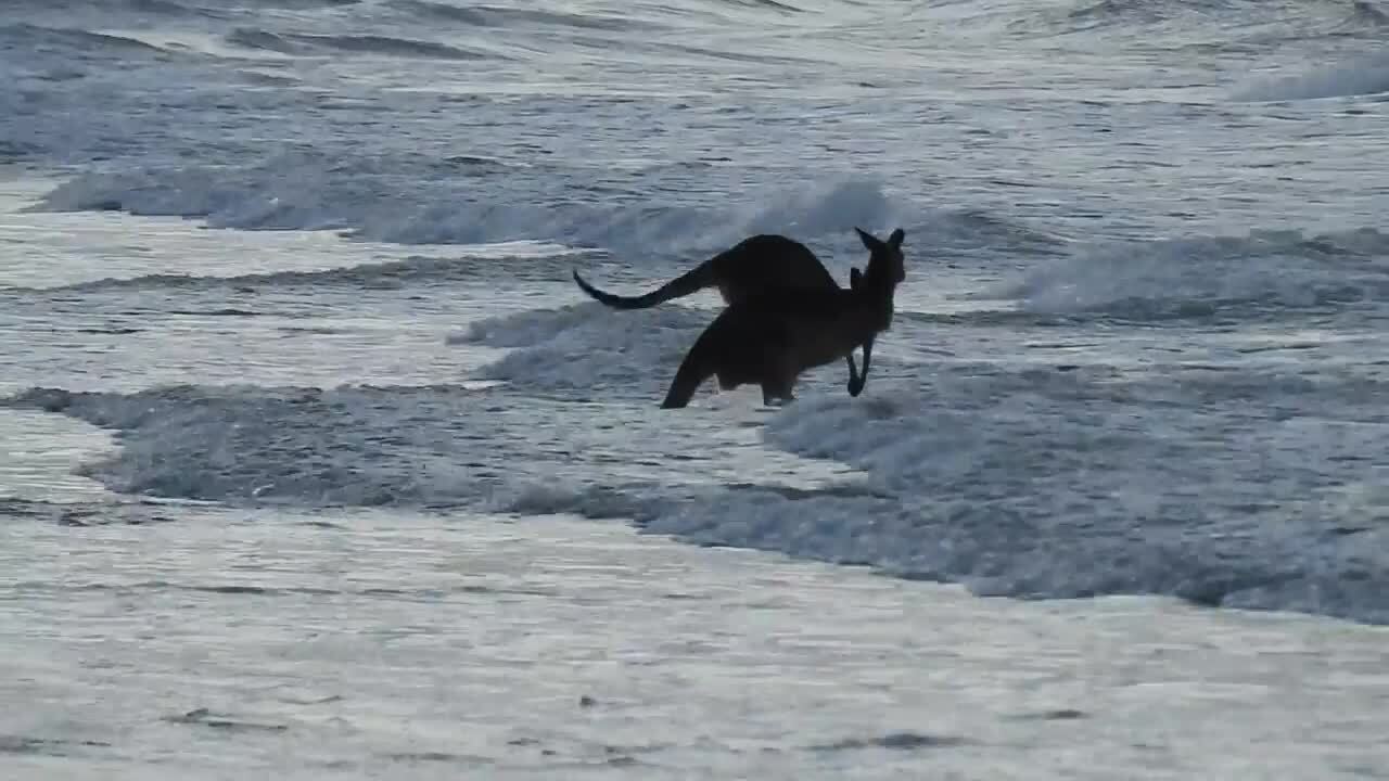 Swimming Kangaroos at Beach | Jukin Licensing