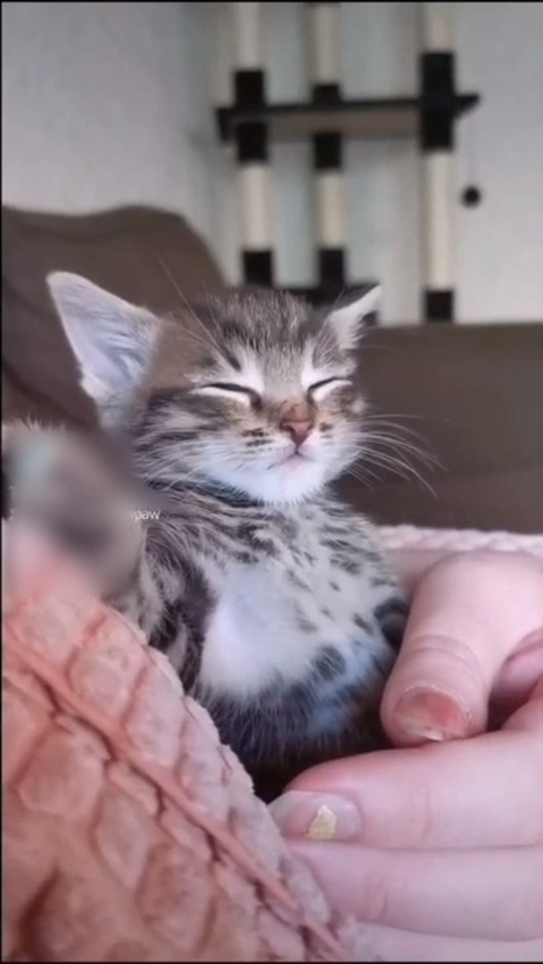 Kitten Struggles to Stay Awake While Sitting in Owner's Arms | Jukin ...