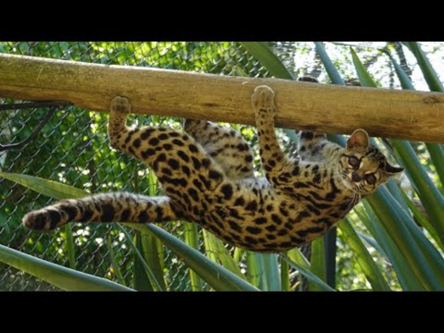 Margays Climb Onto Trees and Hang From Branches | Jukin Licensing