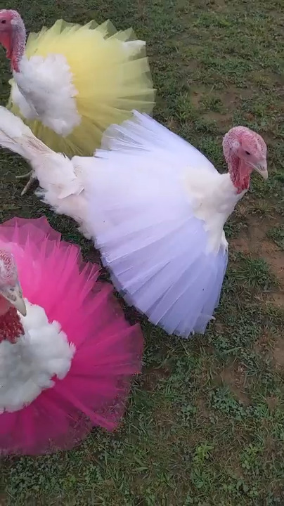 Turkey Birds in Tutus | Jukin Licensing