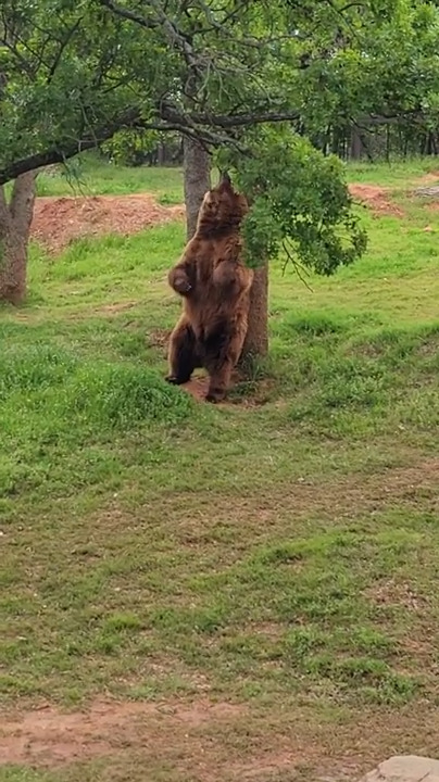 Bear Uses Tree to Scratch His Itchy Back | Jukin Licensing