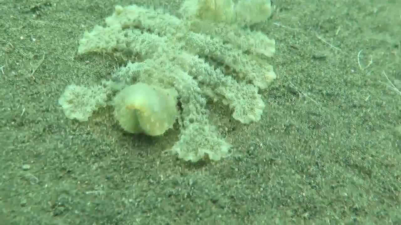 Predatory Sea Slug | Jukin Licensing