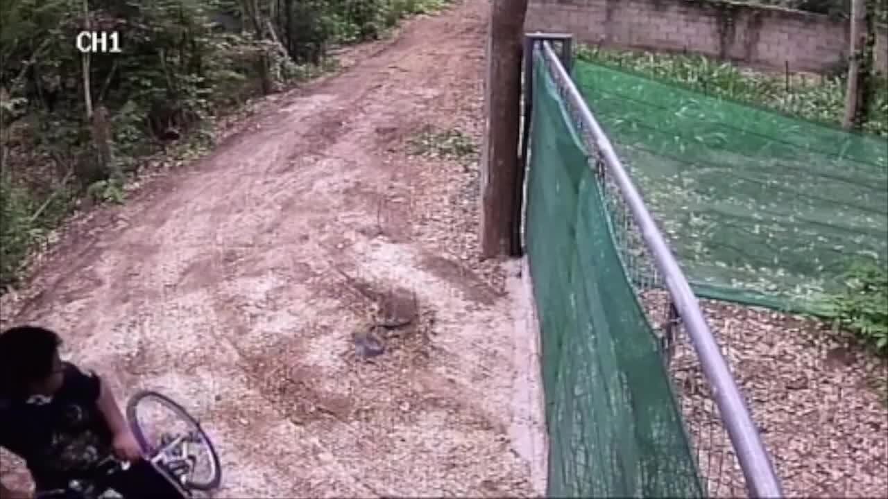 Snake Tries to Sneak up on Man Riding Bicycle | Jukin Licensing