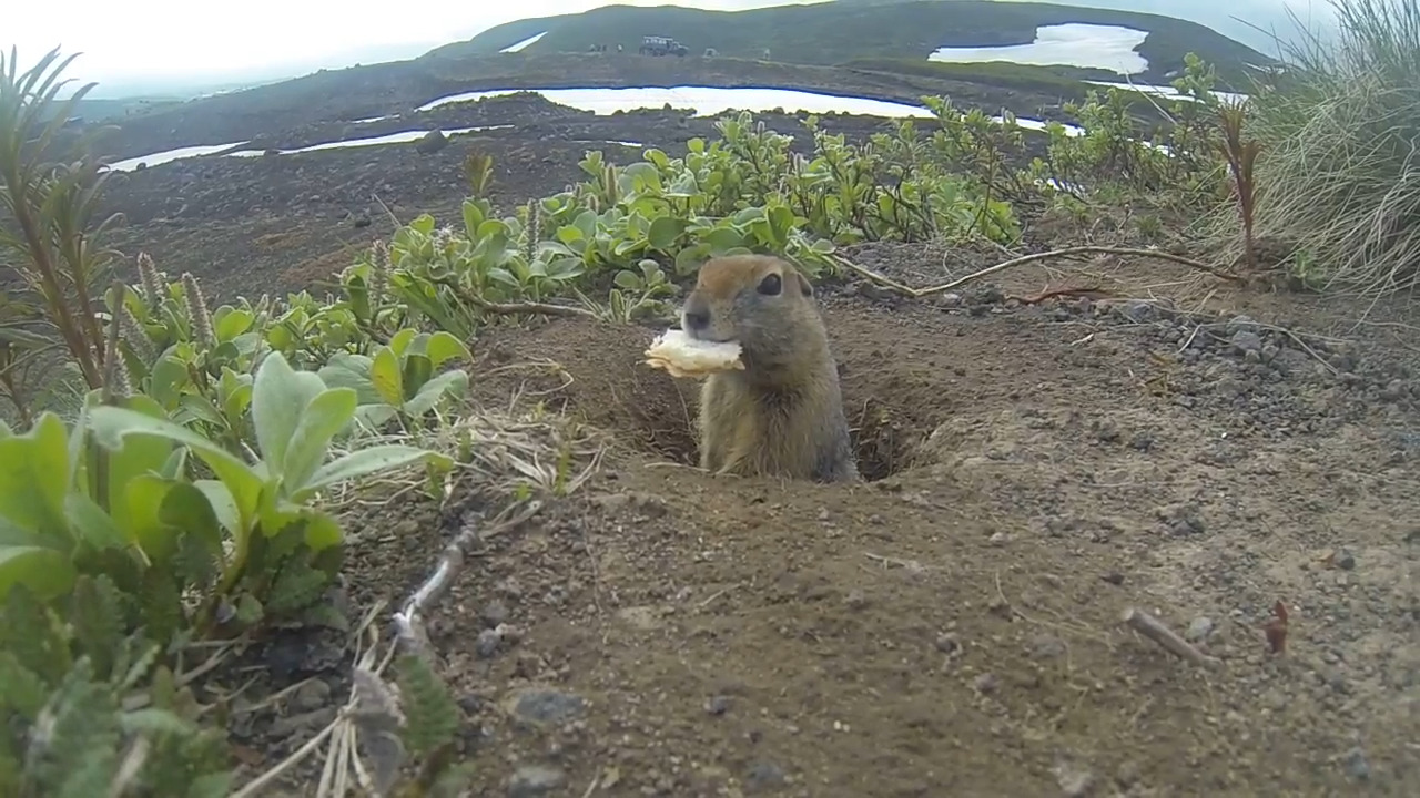 Adorable Gopher Poses and Grabs Snack | Jukin Licensing