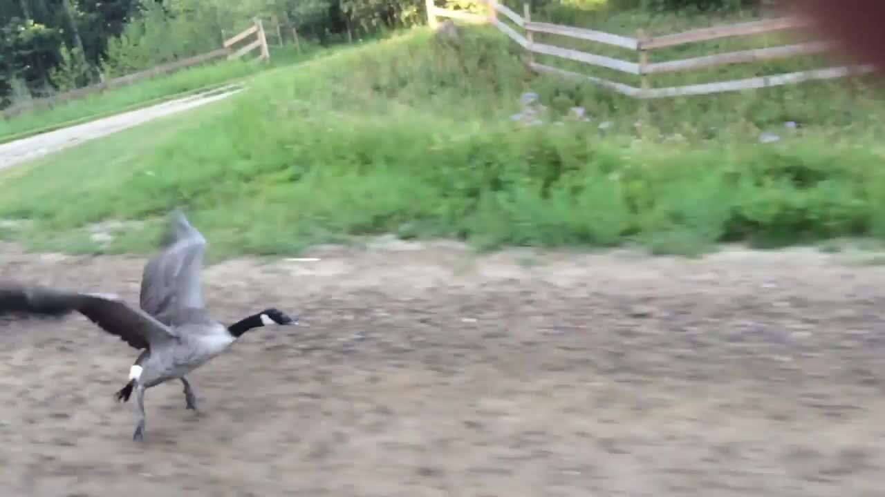 Canada Goose Follows Man in his Truck | Jukin Licensing
