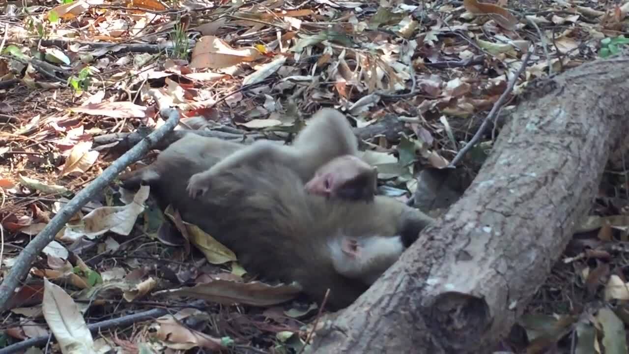 Baby Monkey Mourns His Mother's Death | Jukin Licensing