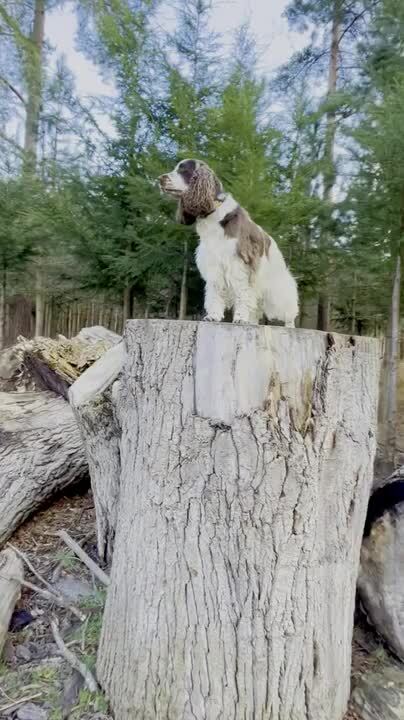 Dog Looks Around While Jumping on Logs and Tree Stumps | Jukin Licensing