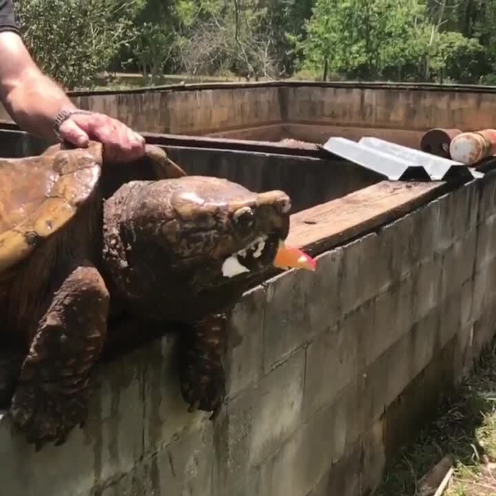 Turtle Snaps Apple In Slow-mo | Jukin Licensing