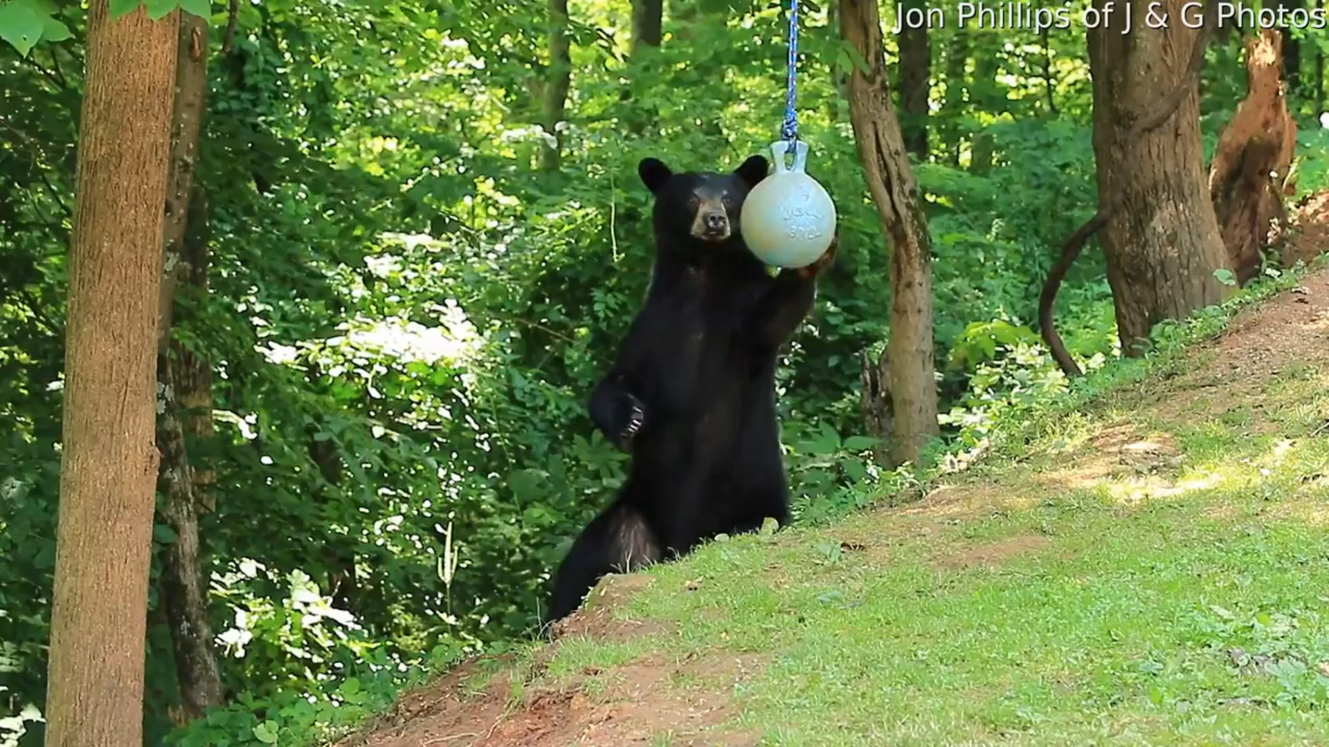 Black Bear Playing With Jolly Ball | Jukin Licensing