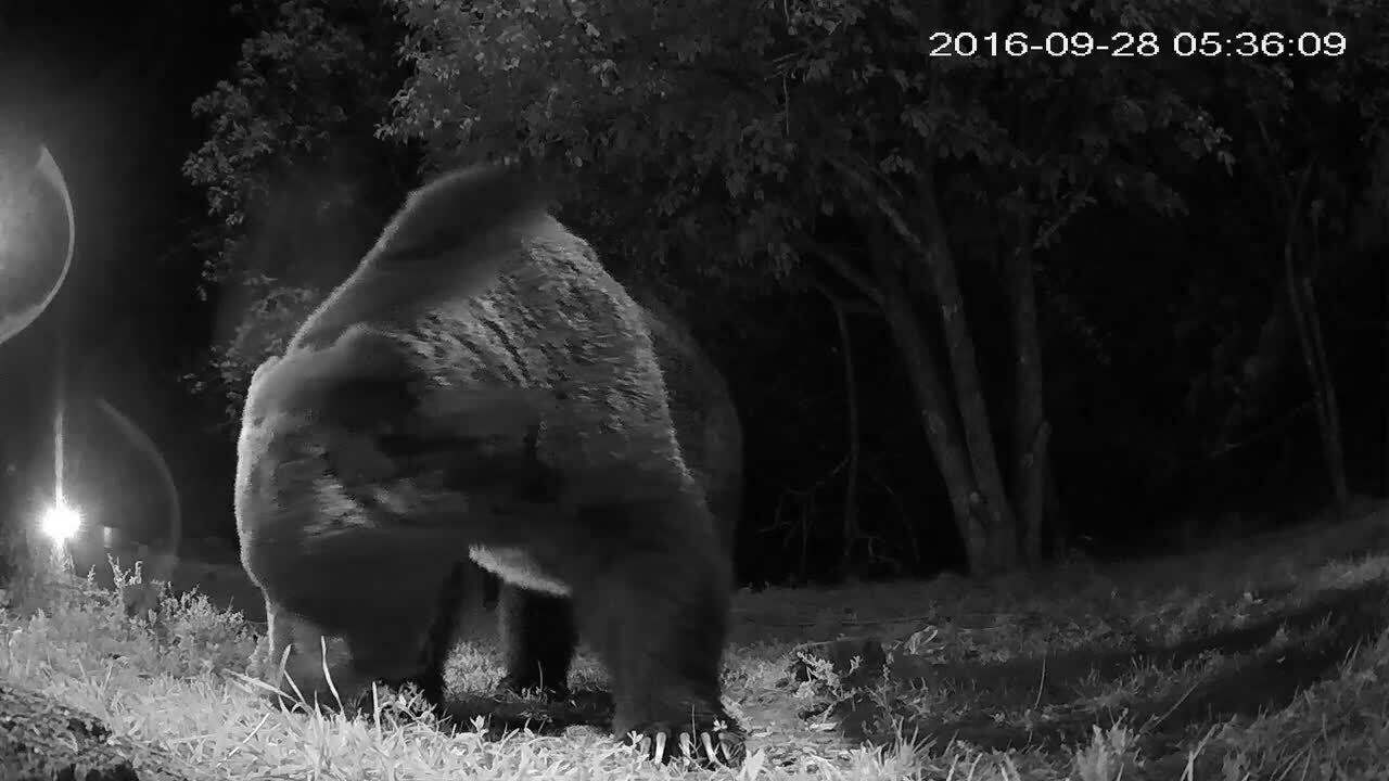 Large Grizzly Tampering with Security Camera | Jukin Licensing