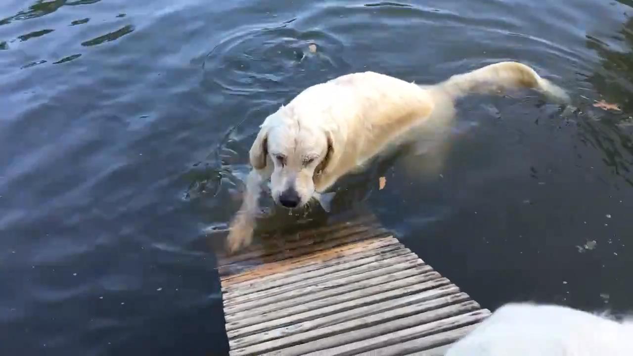 Dog Stands Inside Lake And Catches Fish With Mouth | Jukin Licensing
