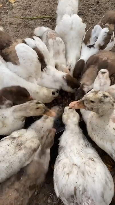 Group of Ducks Feed on Snails | Jukin Licensing