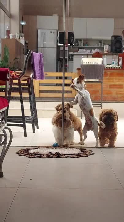 Dogs Teamwork | Jukin Licensing