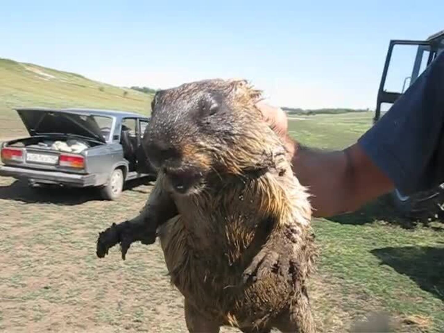 Marmot Screaming | Jukin Licensing