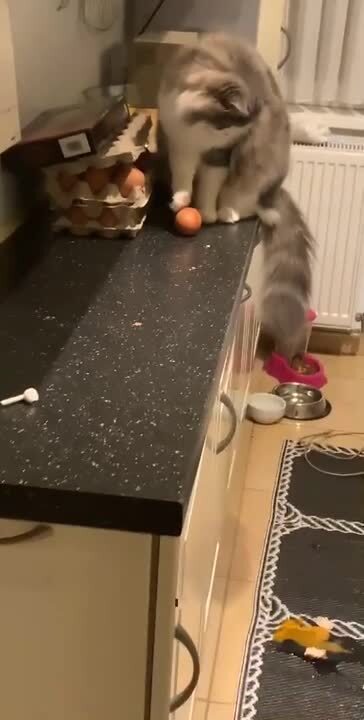 Troublesome Cat Cracks Some Eggs | Jukin Licensing