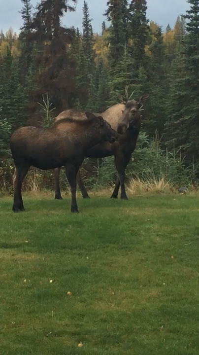 Baby Moose Testing Mama Moose in Yard | Jukin Licensing