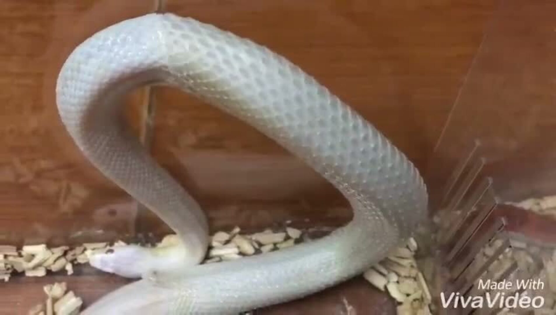 Blizzard Corn Snake Sheds Skin | Jukin Licensing