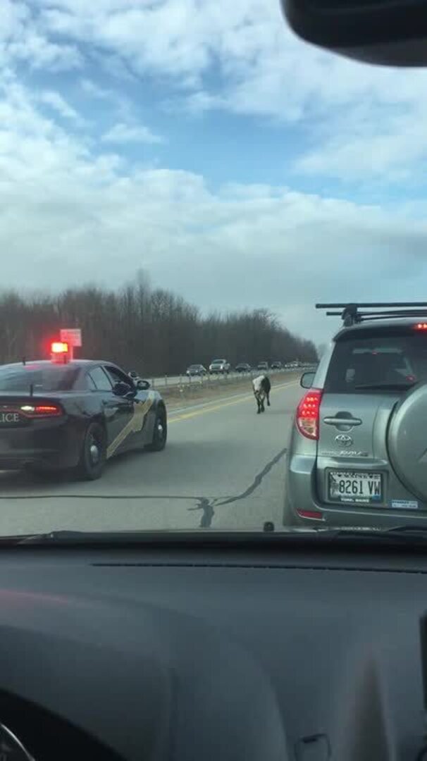 Highway Cow Sighting | Jukin Licensing