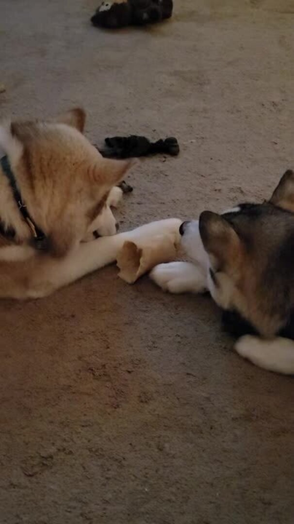 Huskies Growl And Fight Each Other Over Bone | Jukin Licensing
