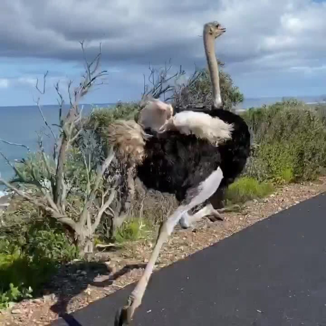 Ostrich Chases Cyclists in South Africa | Jukin Licensing