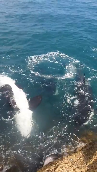 Orca Whales Chasing Stingray in New Zealand | Jukin Licensing