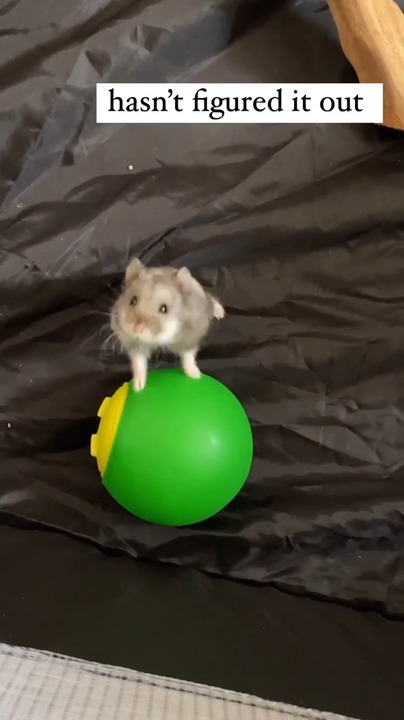 Confused Hamster Desperately Attempts to Get Treats Out of Ball | Jukin ...