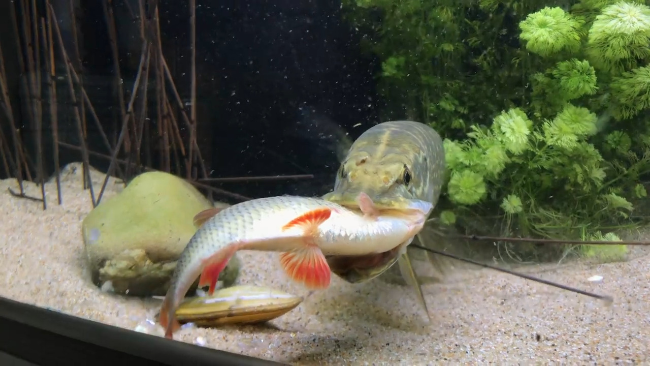 Pike Attacks Other Fish and Swallows It Whole | Jukin Licensing