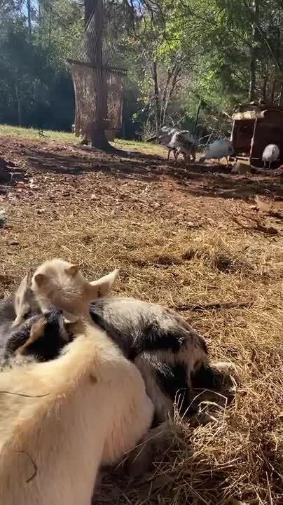 Dwarf Goats Cuddle in Sunshine | Jukin Licensing