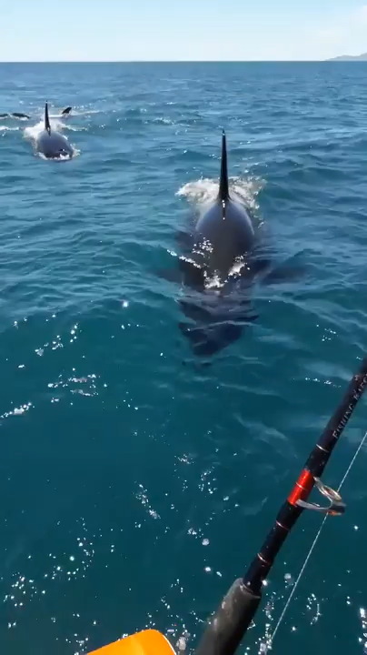 Pod of Orcas Ram Boat | Jukin Licensing