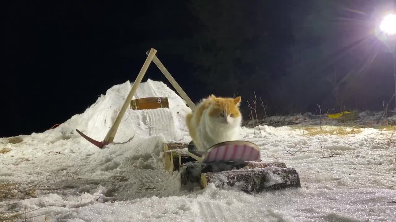 Cat Snowboards Perfectly | Jukin Licensing